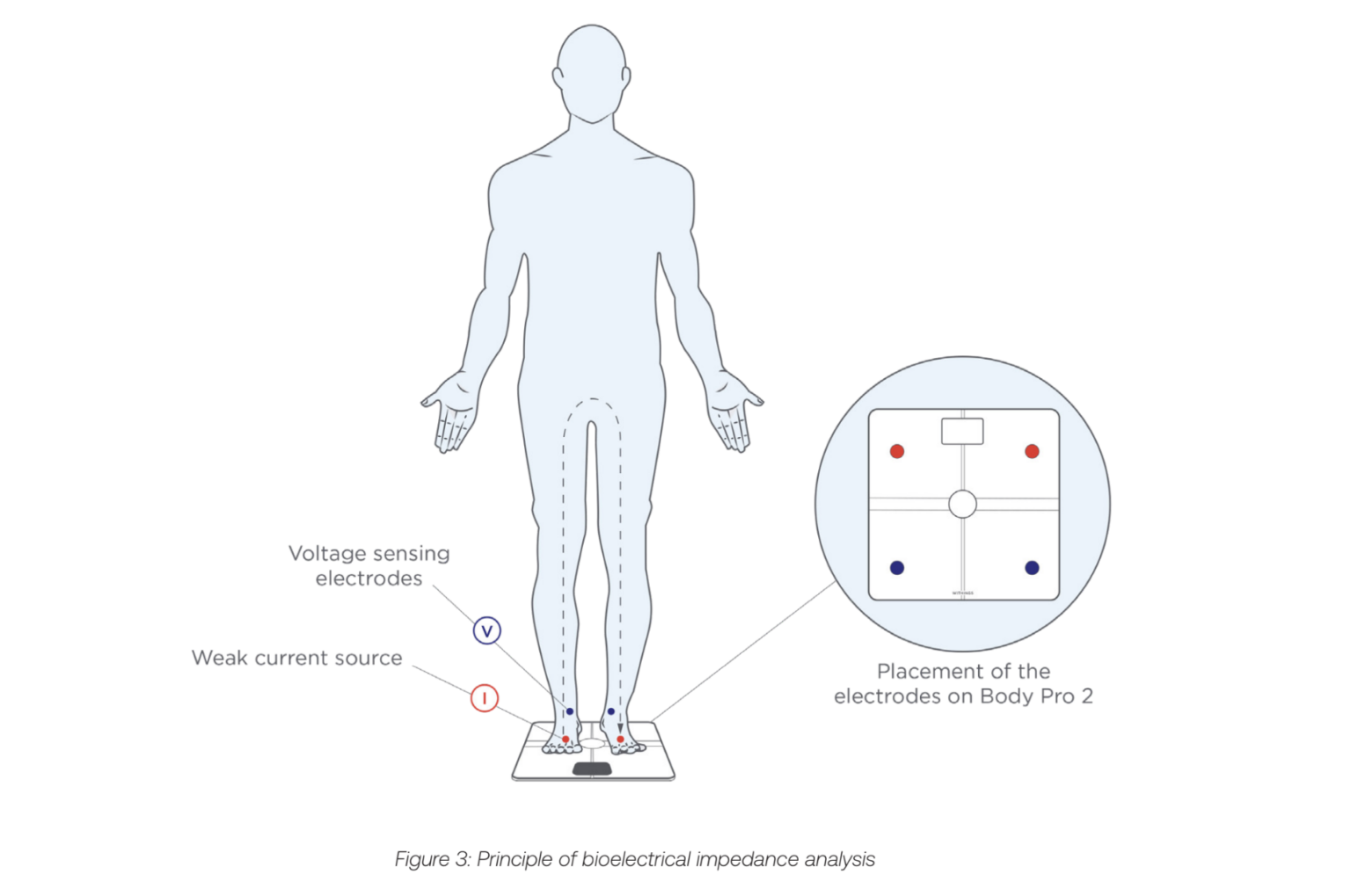 The Science Behind Body Pro 2 - Body Composition - Withings Health ...